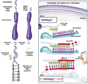 Dr. sc. Ivica Rubelj: Telomere i telomeraza u starenju i imortalnosti ...