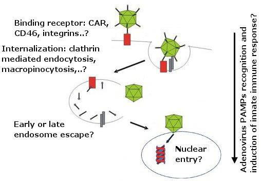 Understanding cell entry pathway of Adenovirus type 26: way of ...