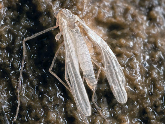 First flying troglobiont in world found in Croatian caves - Ruđer ...