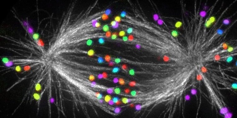 Mitotic spindle: From living and synthetic systems to theory - Ruđer ...