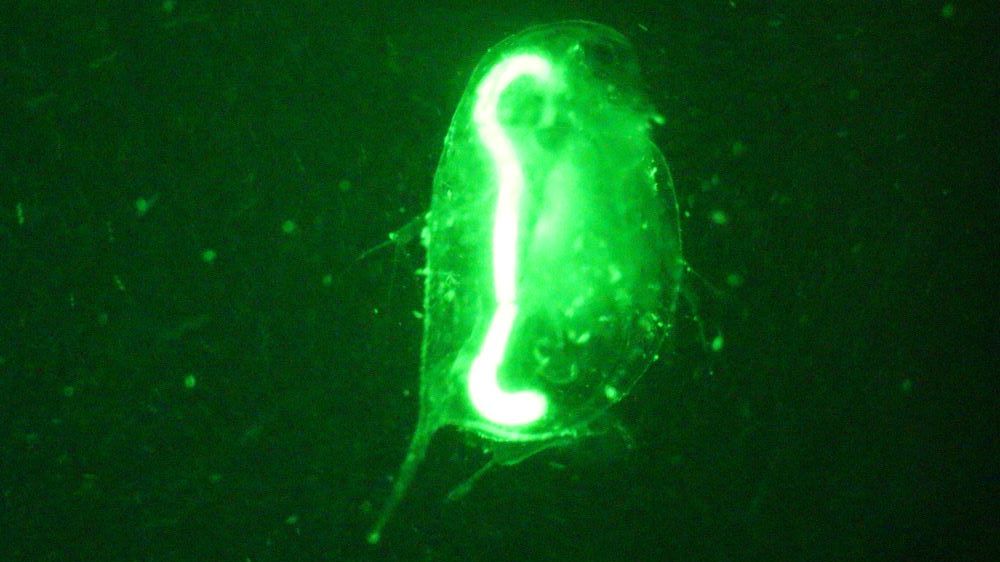 World Environment Day: Scientists from the Ruđer Bošković Institute ...
