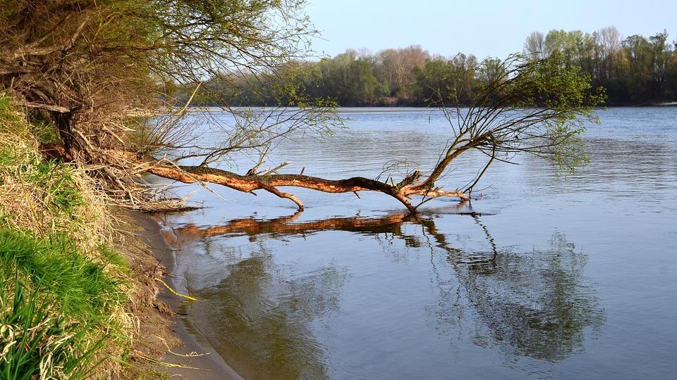 Ribe rijeke Drave - Institut Ruđer Bošković