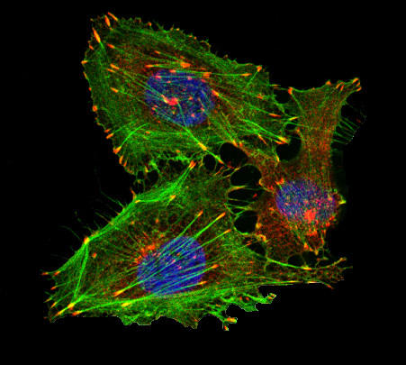 Laboratory for Cell Biology and Signalling - Ruđer Bošković Institute